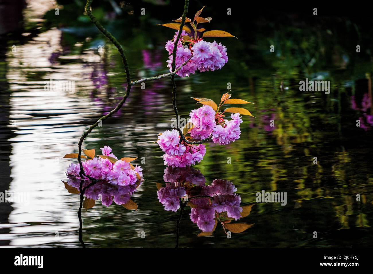 Spring in the Japanese garden Stock Photo - Alamy