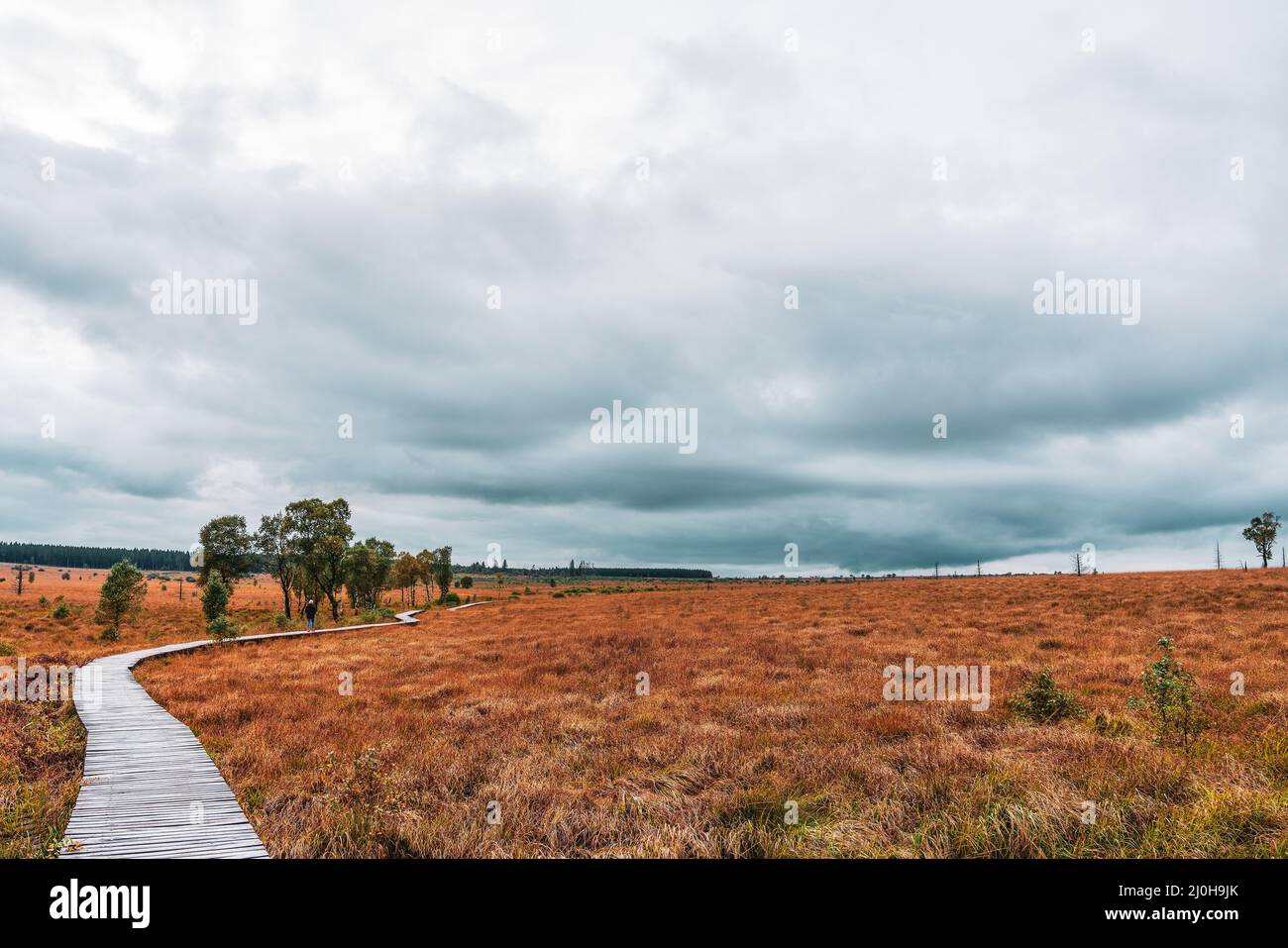 Landscape in the High Fens Nature Park in the Eifel Stock Photo - Alamy