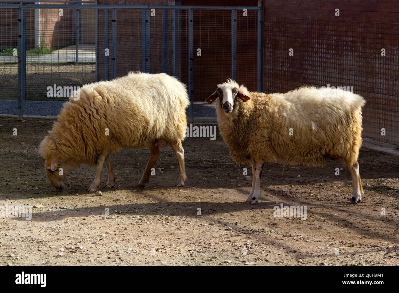 Selective of sheep in a farm Stock Photo - Alamy