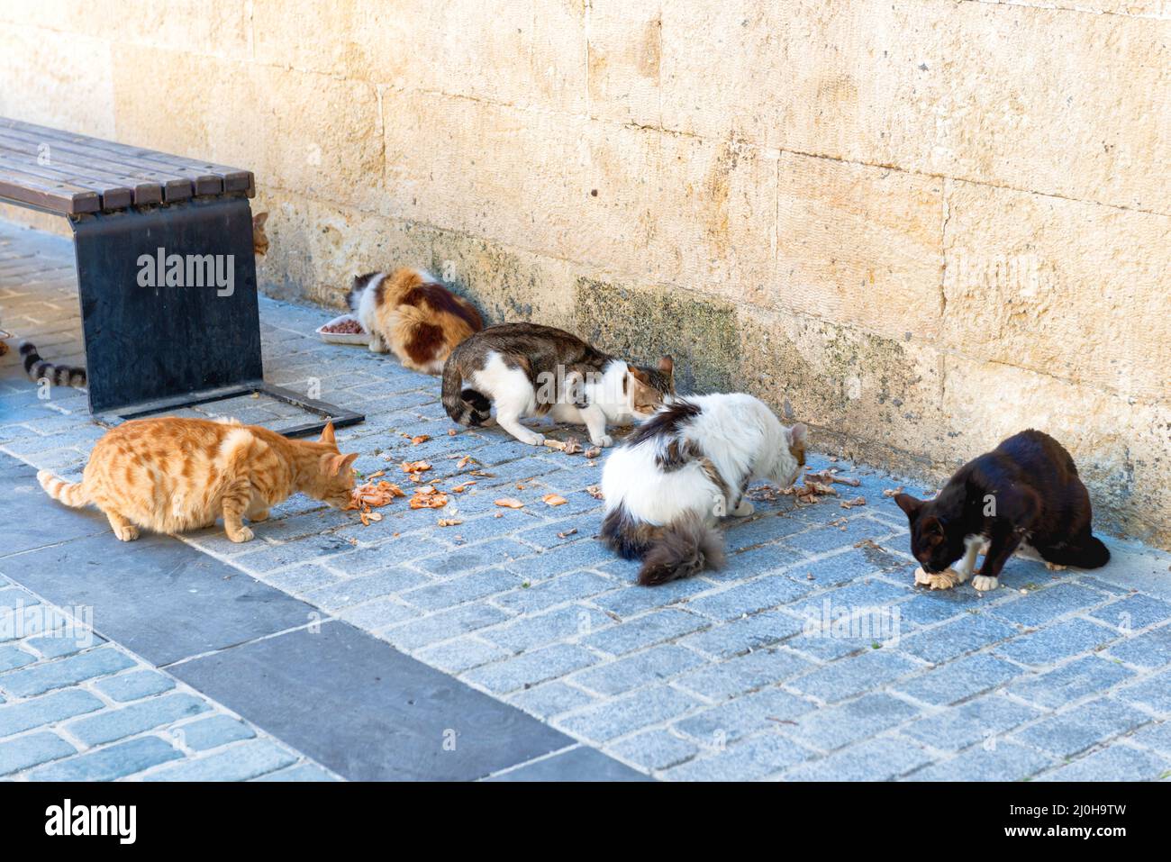 Street cats feed eat food Stock Photo - Alamy