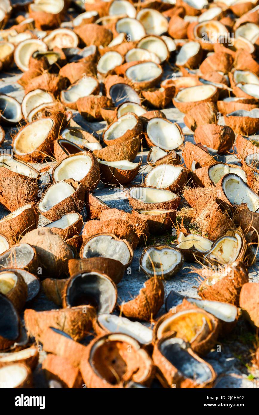 Lots of coconut palm meat and coconut shell lay on the ground in ...