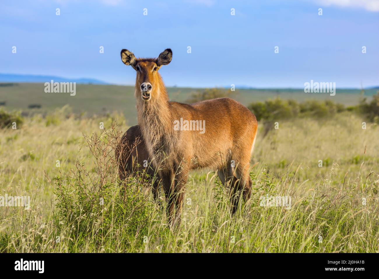 The waterbuck - antelope Stock Photo - Alamy