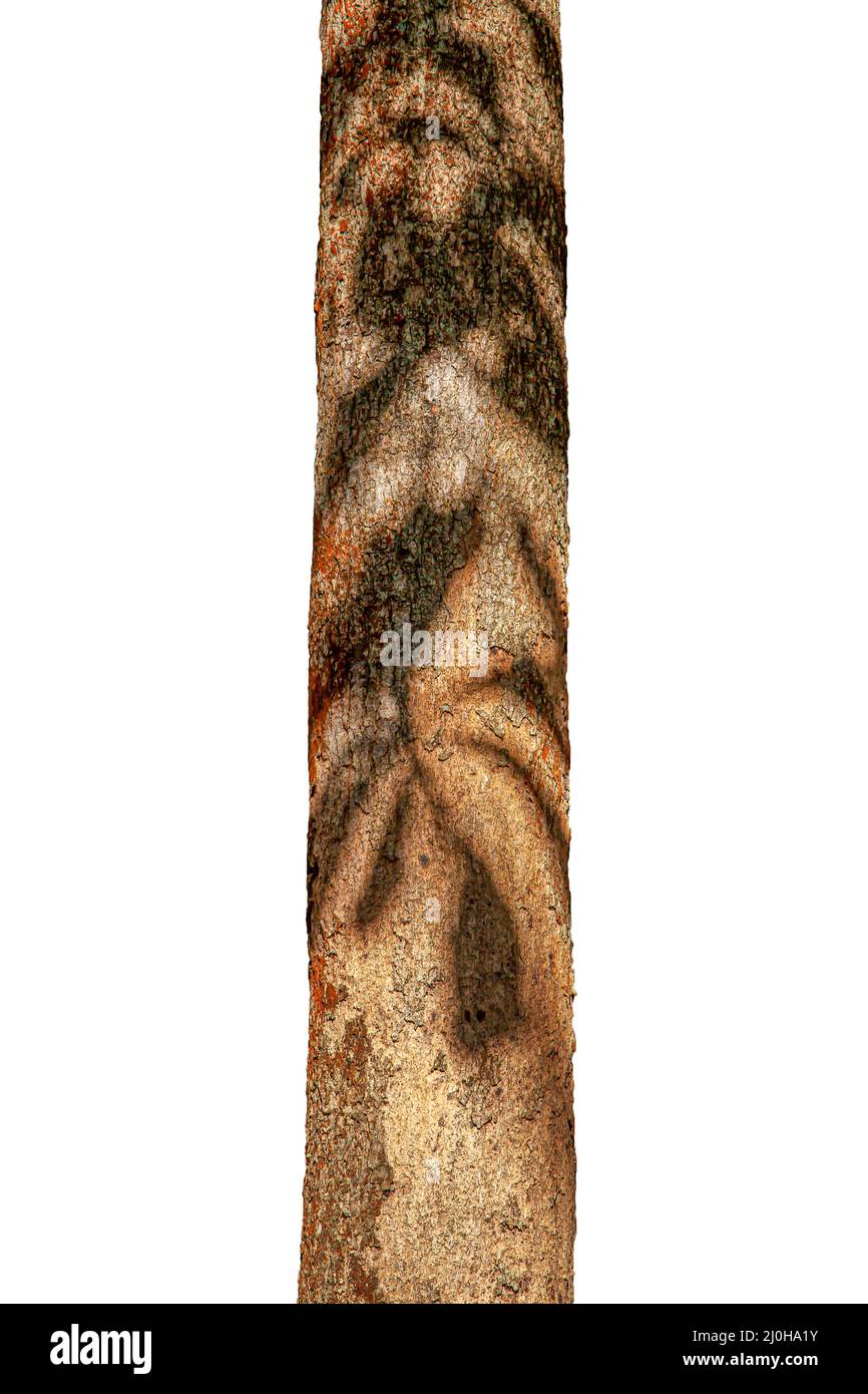 Close-up an old trunk of the teak tree, teak tree bark textures, shadow ...