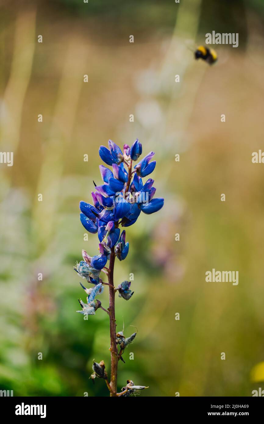 Vertical closeup shot of a Lupine flower and an out of focus pollinator ...