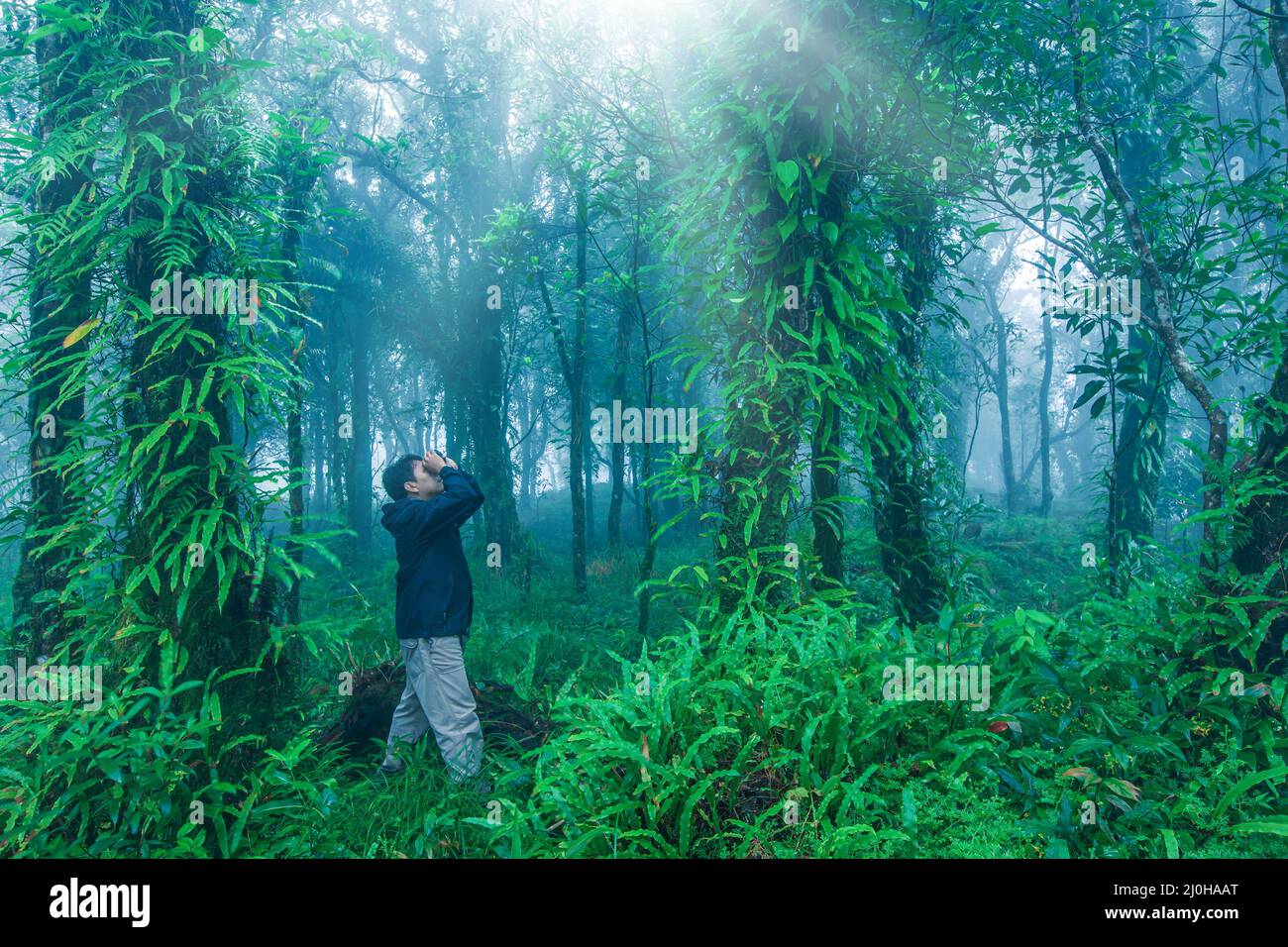 A birdwatcher with binoculars watching birds in a pure tropical ...
