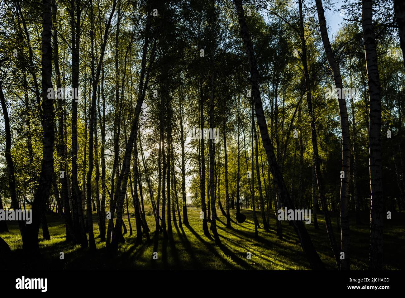 Beautiful lights and shadows in the forest during sunset Stock Photo ...