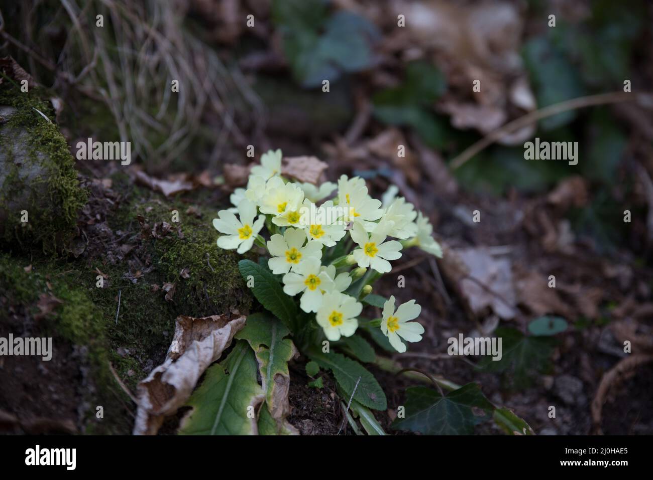 Closeup of a beautiful primrose on a forest ground Stock Photo - Alamy