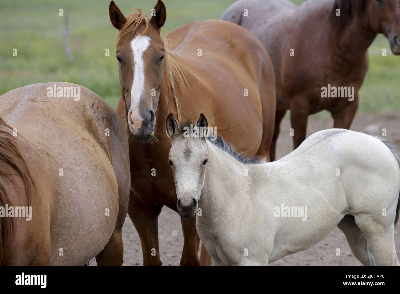 Young white pony hi-res stock photography and images - Alamy