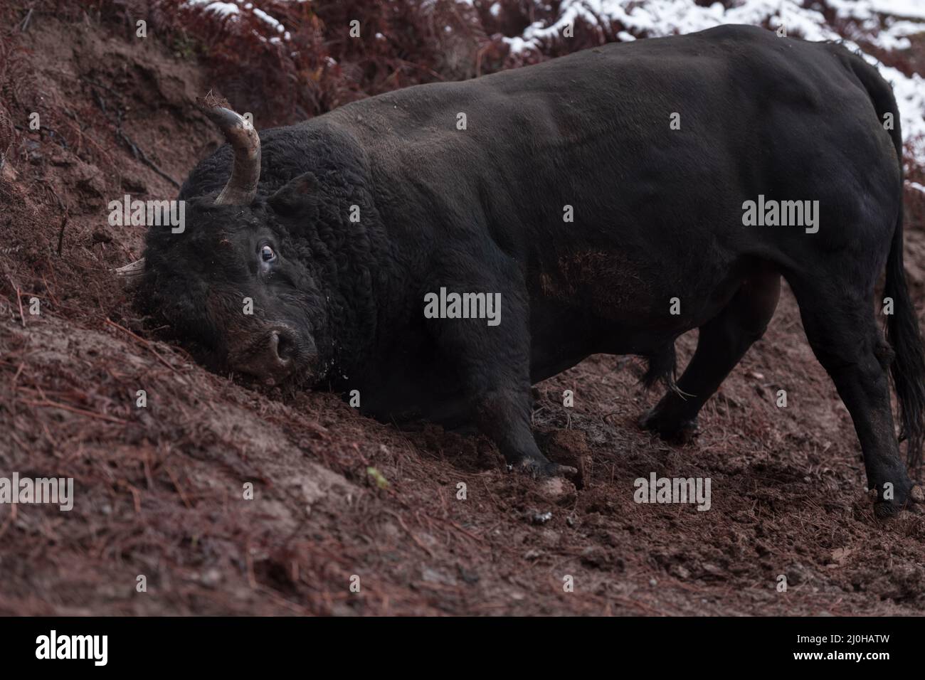 A big black bull stabs its horns into the snowy ground and trains to ...