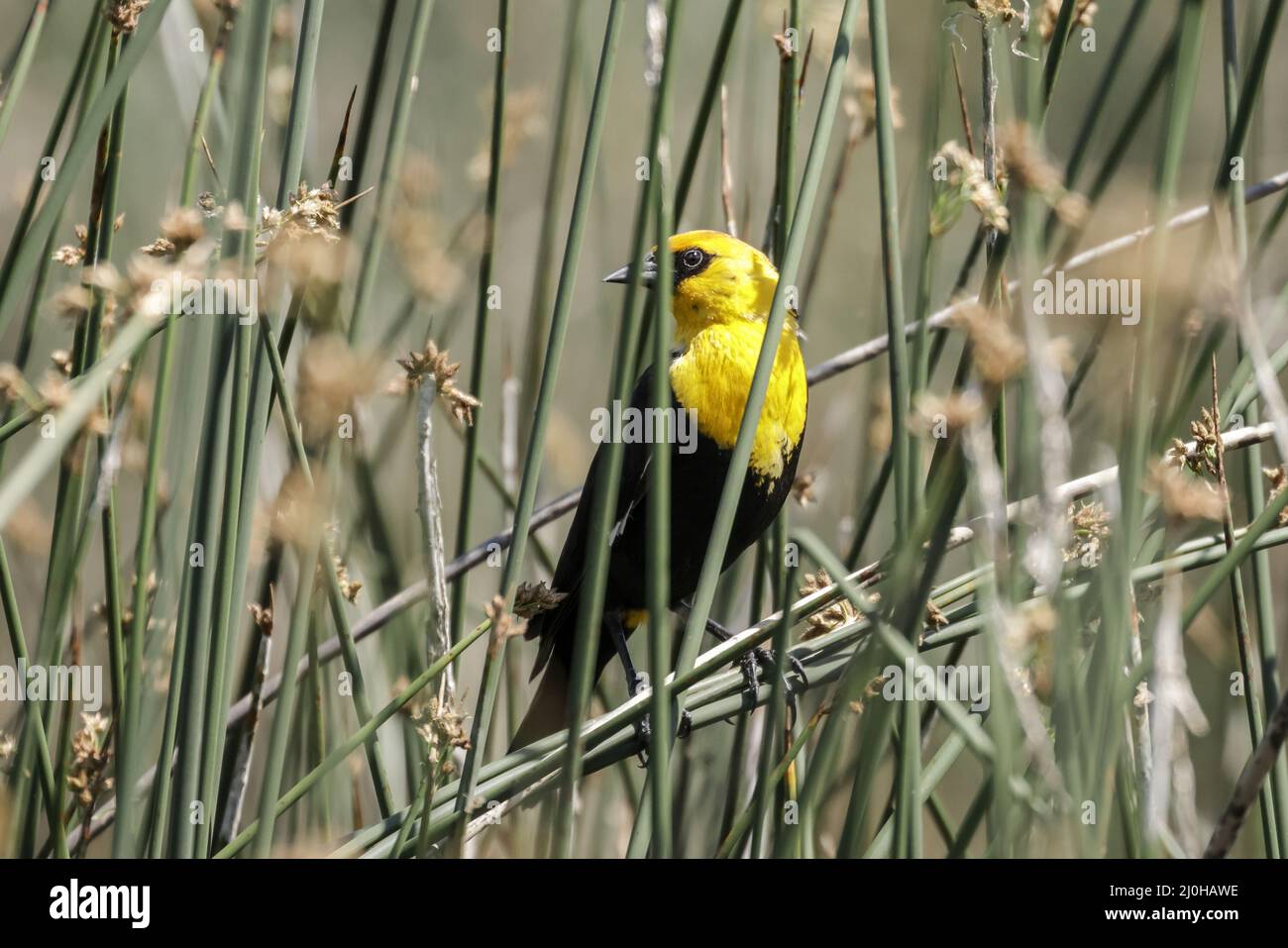Perched reed hi-res stock photography and images - Alamy