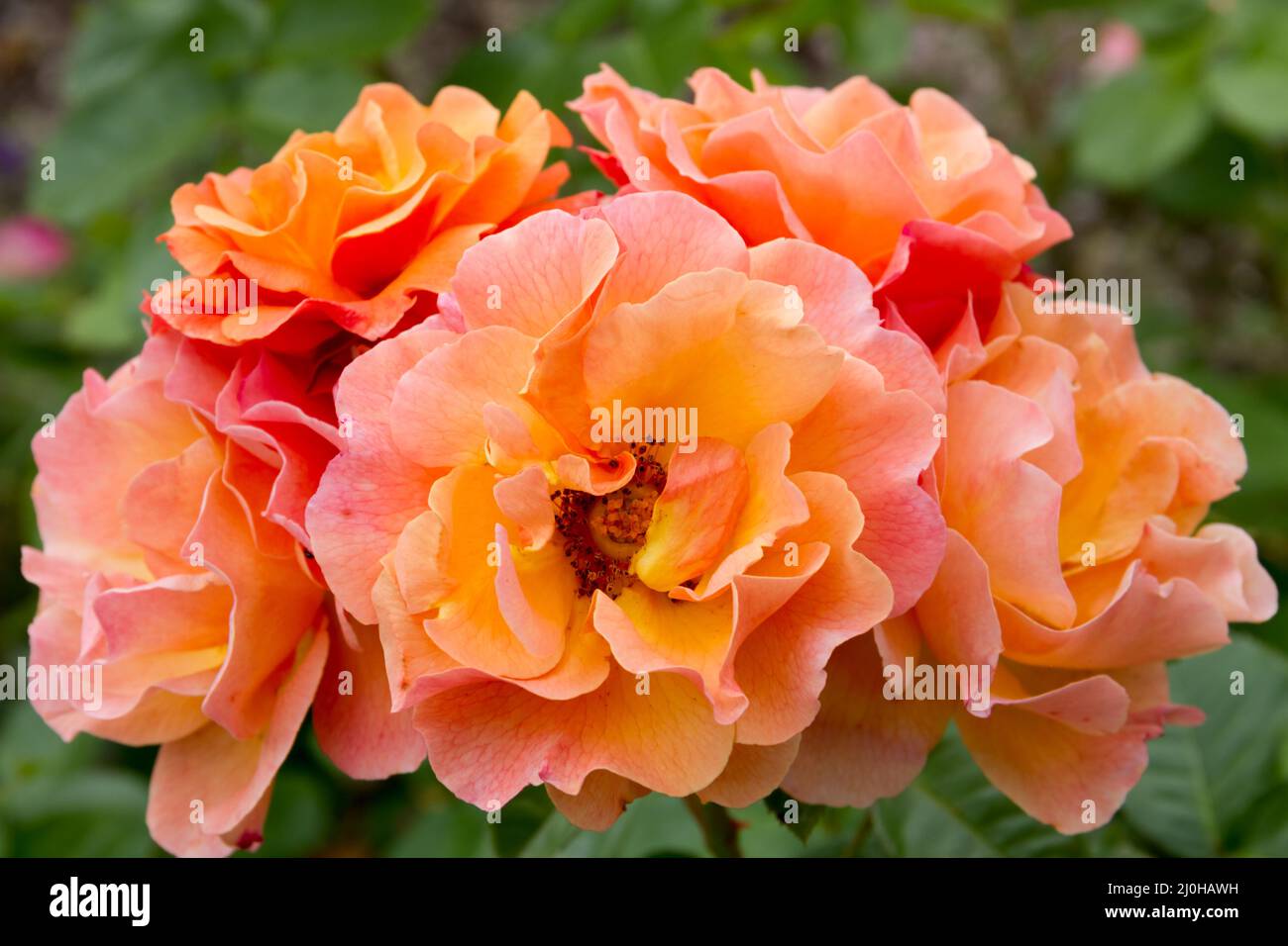 Splendid roses hi-res stock photography and images - Alamy