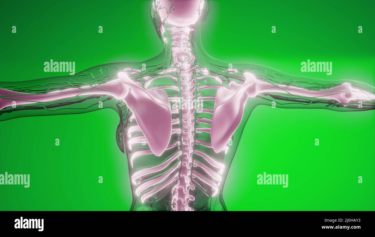 Human neck bones and muscle High Resolution Stock Photography and ...