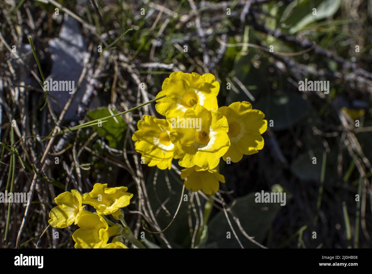 Primrose in the Bavarian Alps Stock Photo - Alamy