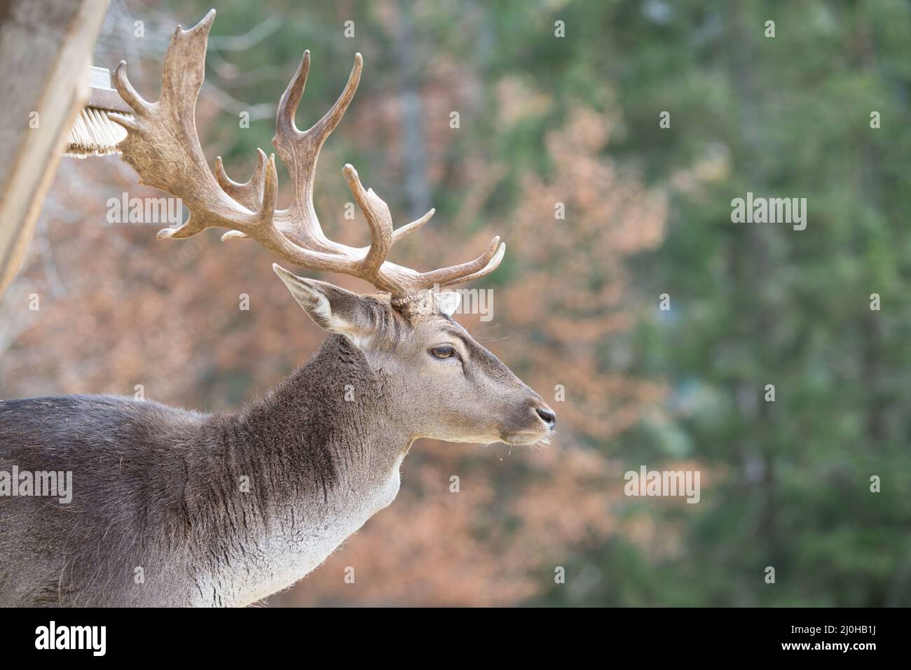 Side view of the beautiful deer in the forest against a blurred green ...