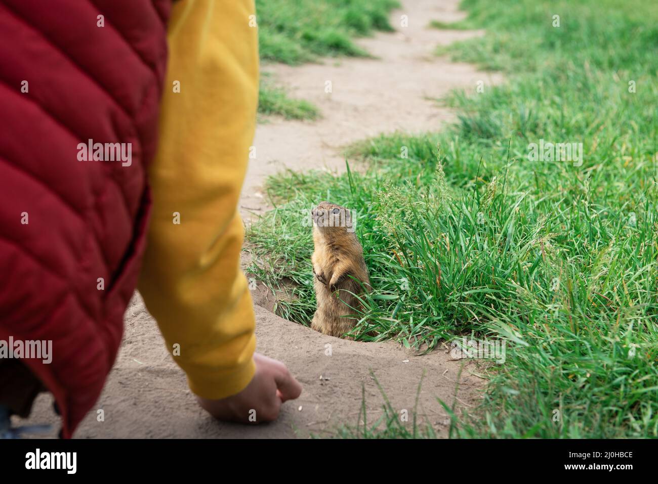 Boy hand feeding gopher Stock Photo - Alamy