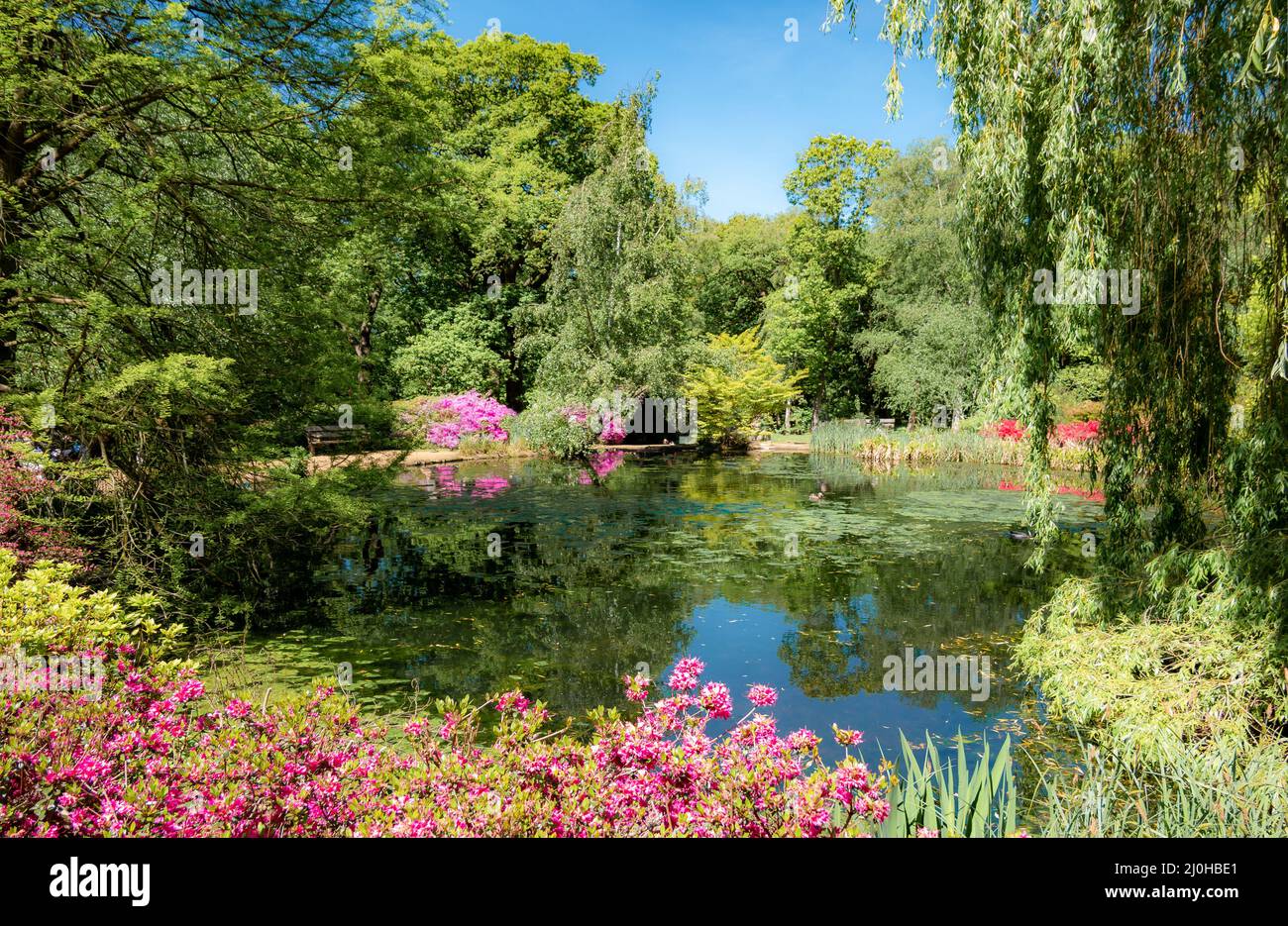 Beautiful flower garden and a small pond in the spring season in London ...
