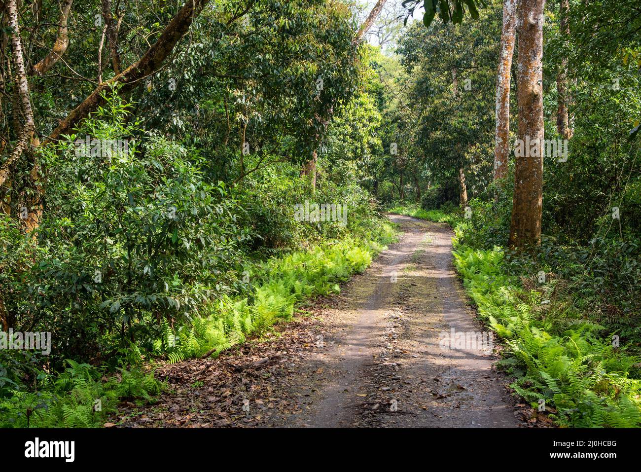 Jungle rural empty road. Chitwan National Park Nepal Asia Stock Photo ...