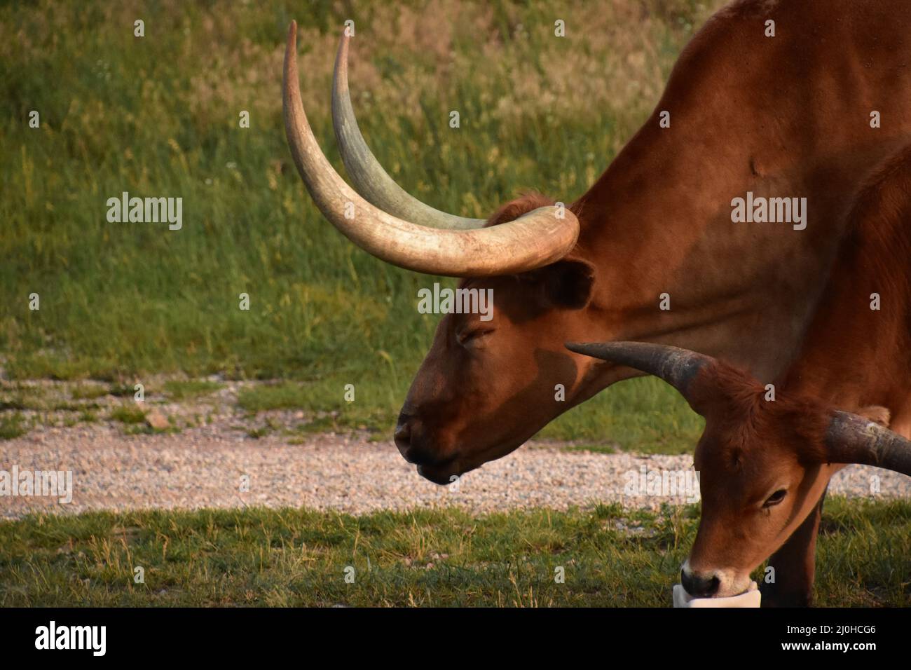 Sweet side profile of a brown longhorn steer with it's baby Stock Photo ...