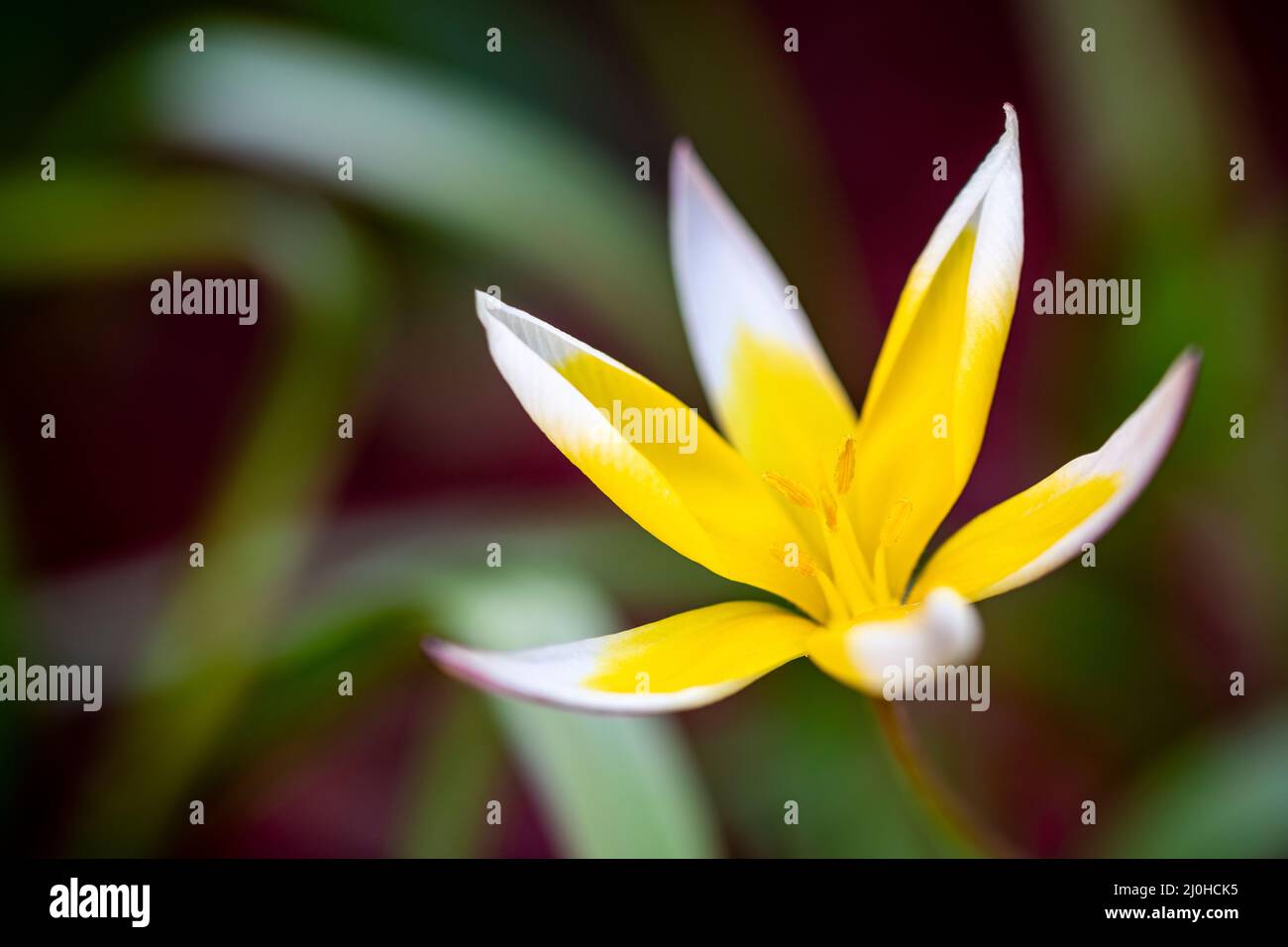 Mini tulpis hi-res stock photography and images - Alamy