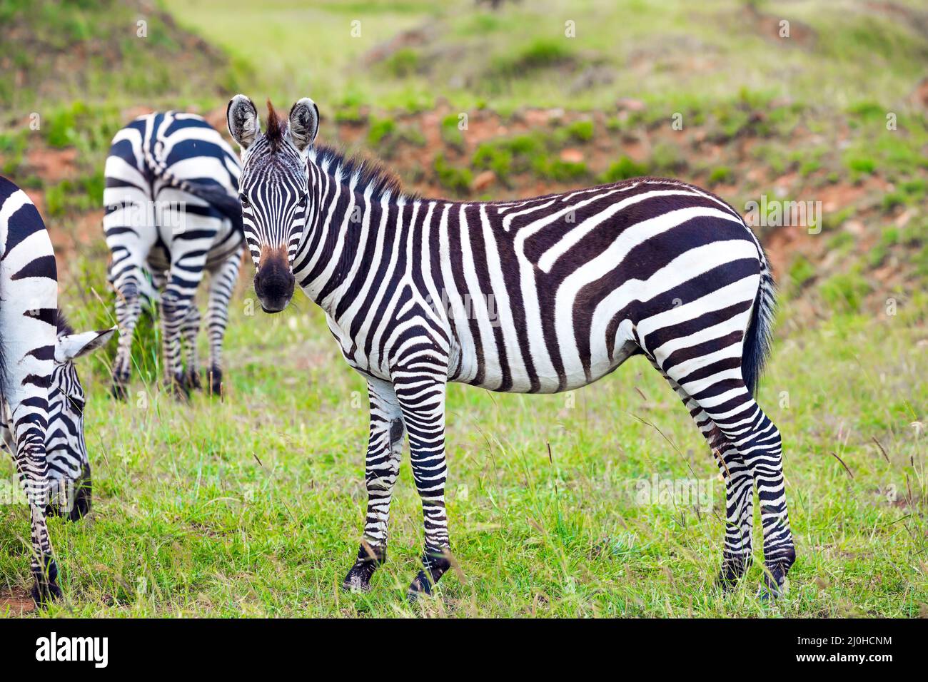 Striped ears hi-res stock photography and images - Alamy