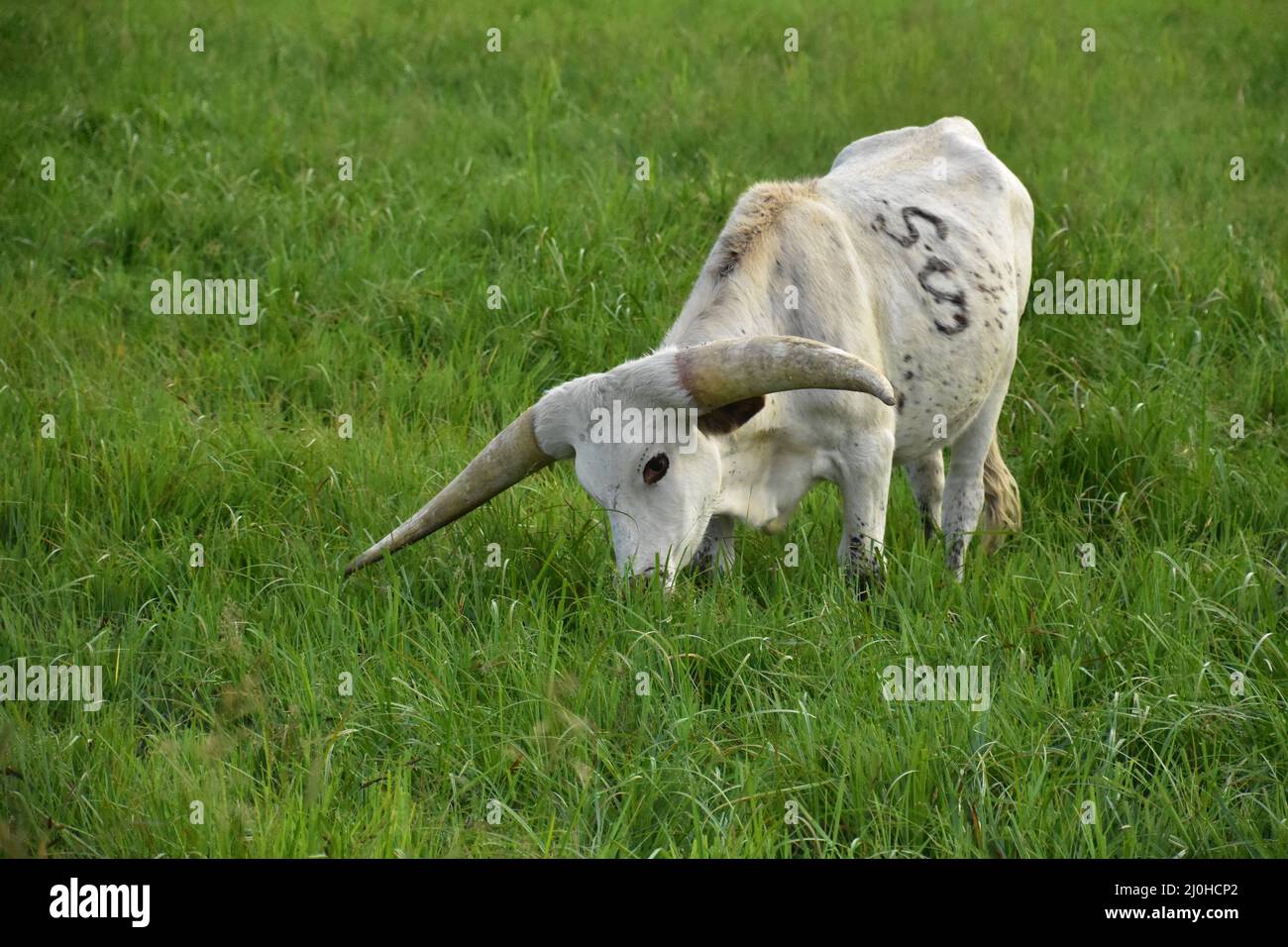 Field with a grazing white longhorn cow Stock Photo - Alamy
