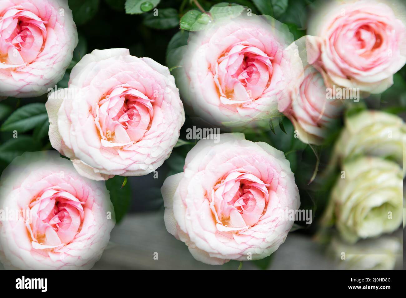 Roses for all seasons hi-res stock photography and images - Alamy