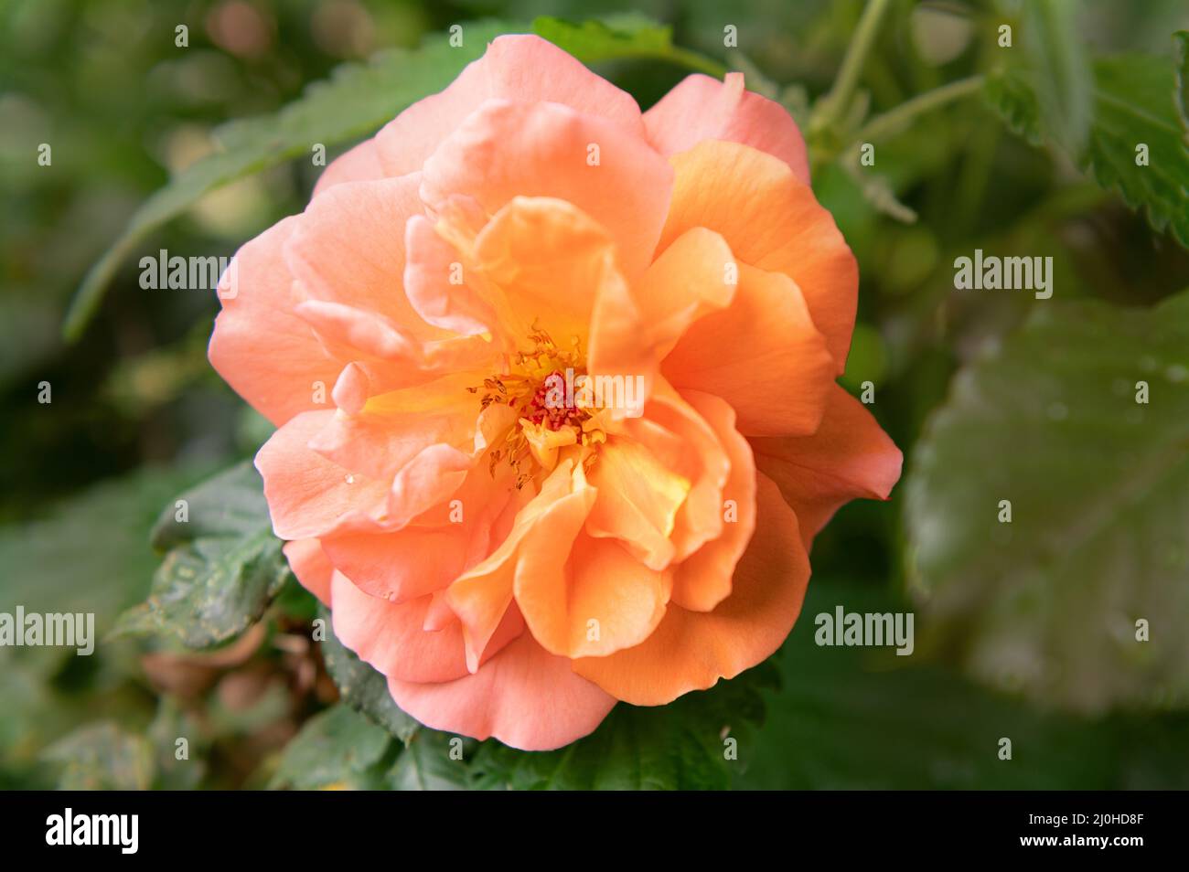 Wonderful rose hi-res stock photography and images - Alamy