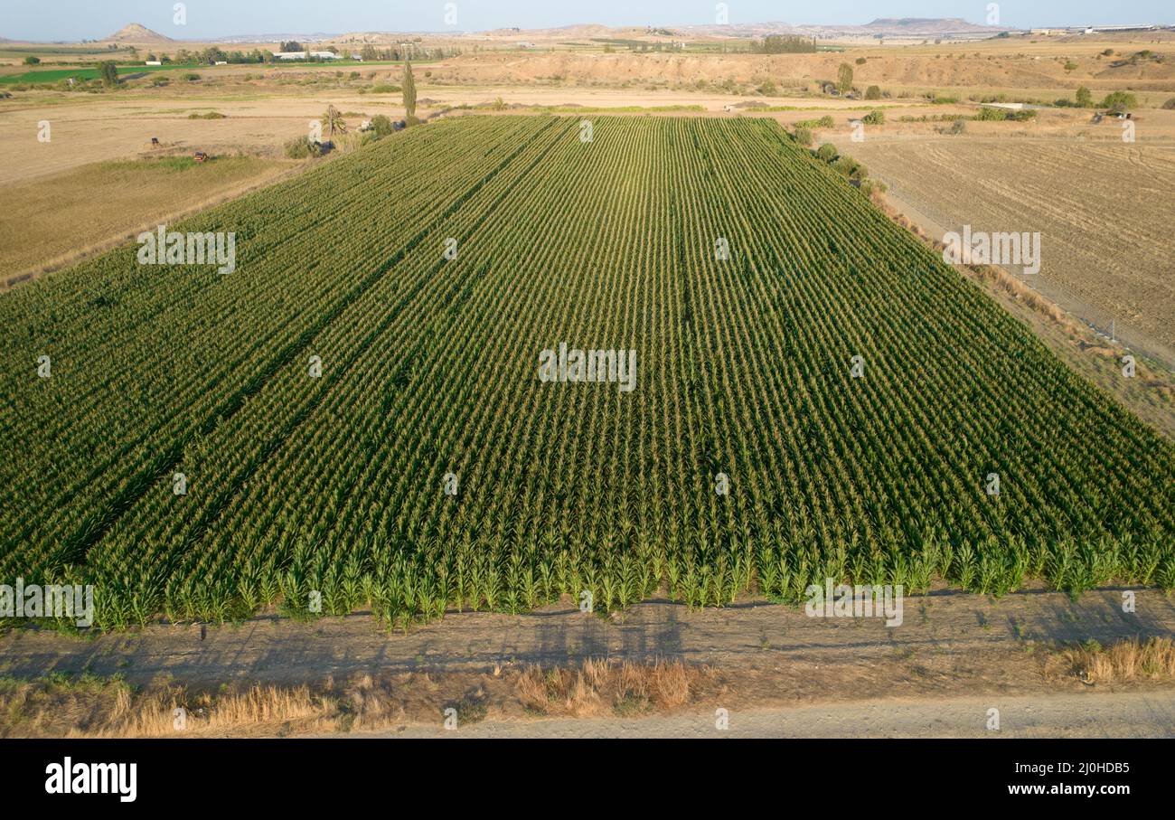 Aerial field corn hi-res stock photography and images - Alamy