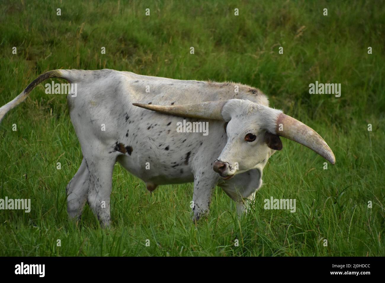 White longhorn steer in a pasture looking back over his shoulder Stock ...