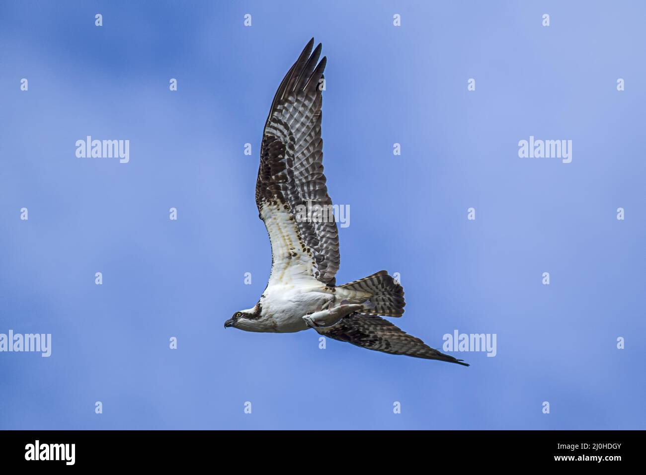 Flying osprey with fish hi-res stock photography and images - Alamy