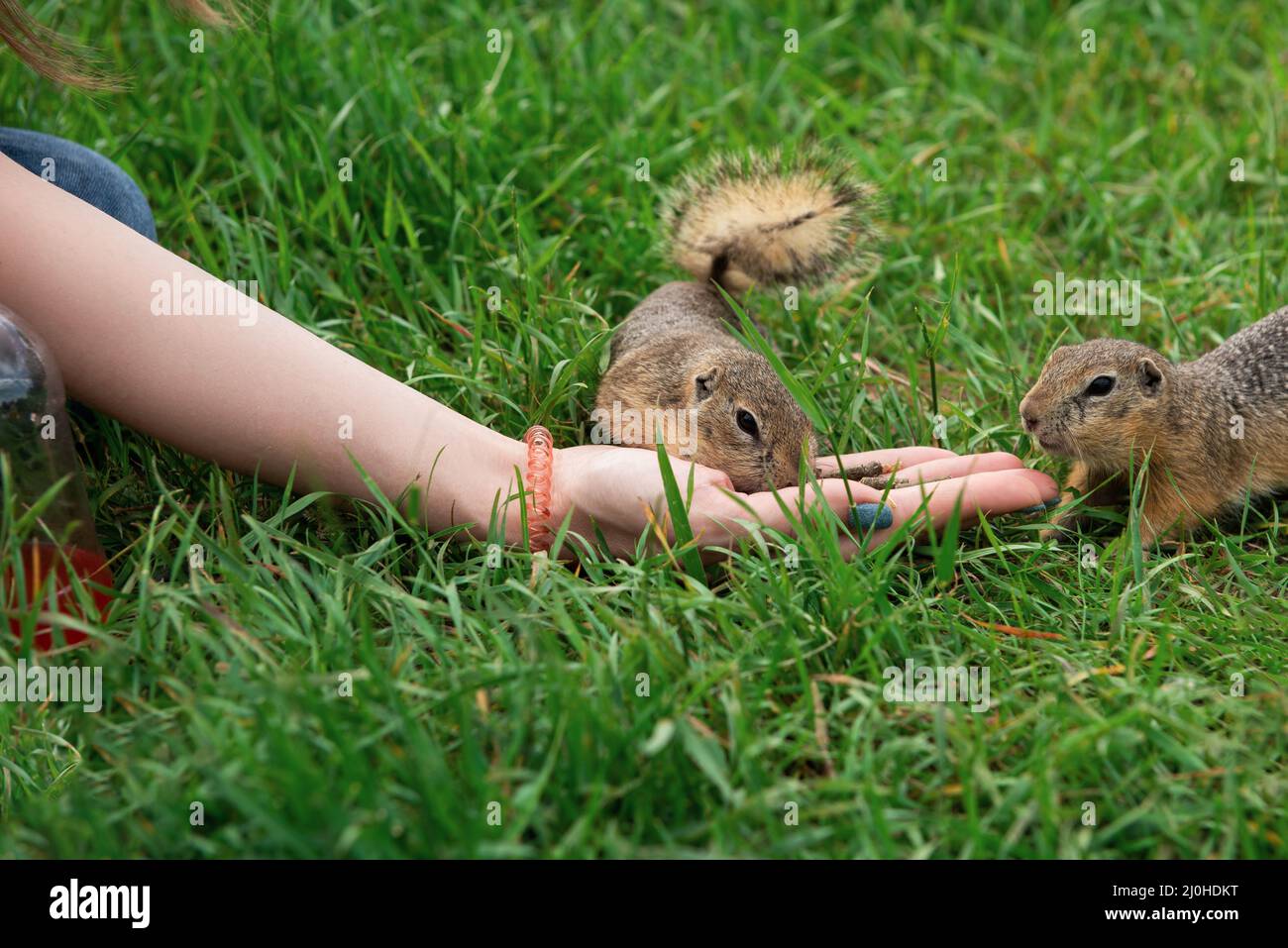 Gopher feeding hi-res stock photography and images - Alamy