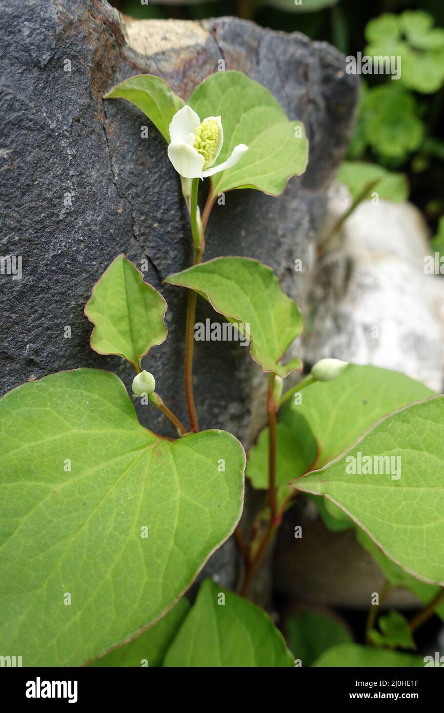 Heart-shaped houttuynia (Houttuynia cordata), newt tail or lizard tail ...