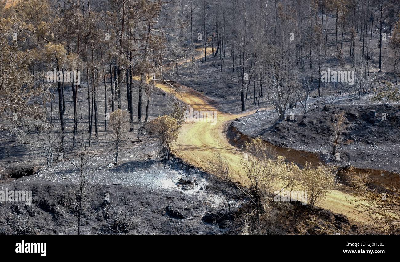 Burned forest with trees and ashes on the ground. Forest fire nature ...