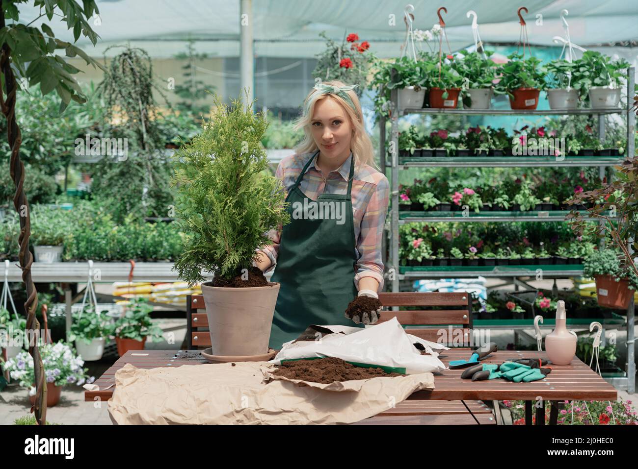Woman planting a bush in flower pot using dirt in garden center Stock ...