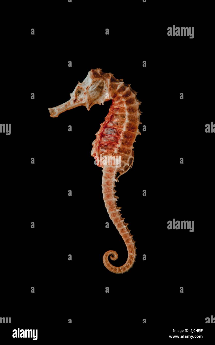 Dried seahorse skeleton on a black background Stock Photo - Alamy