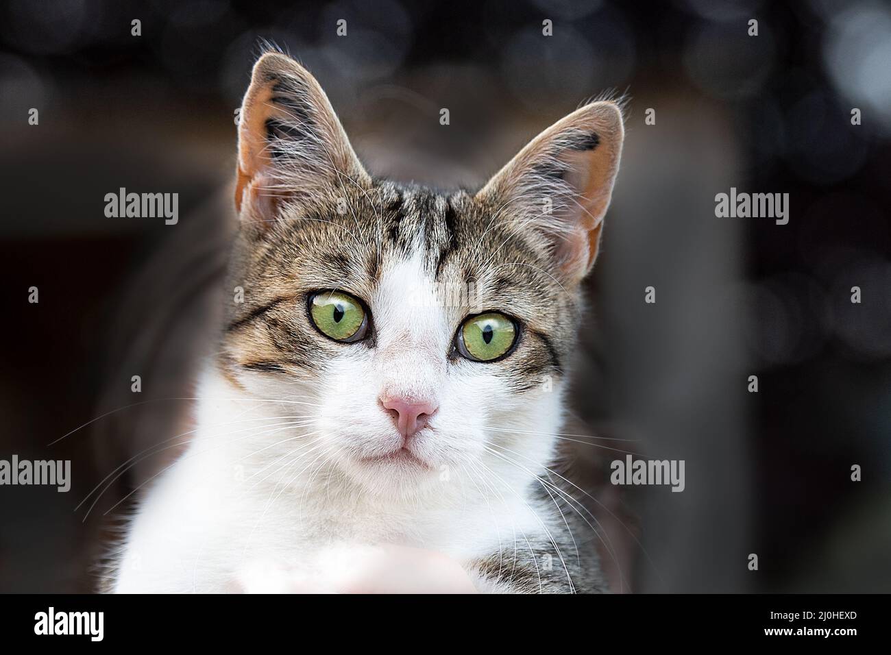 Face cats hi-res stock photography and images - Alamy