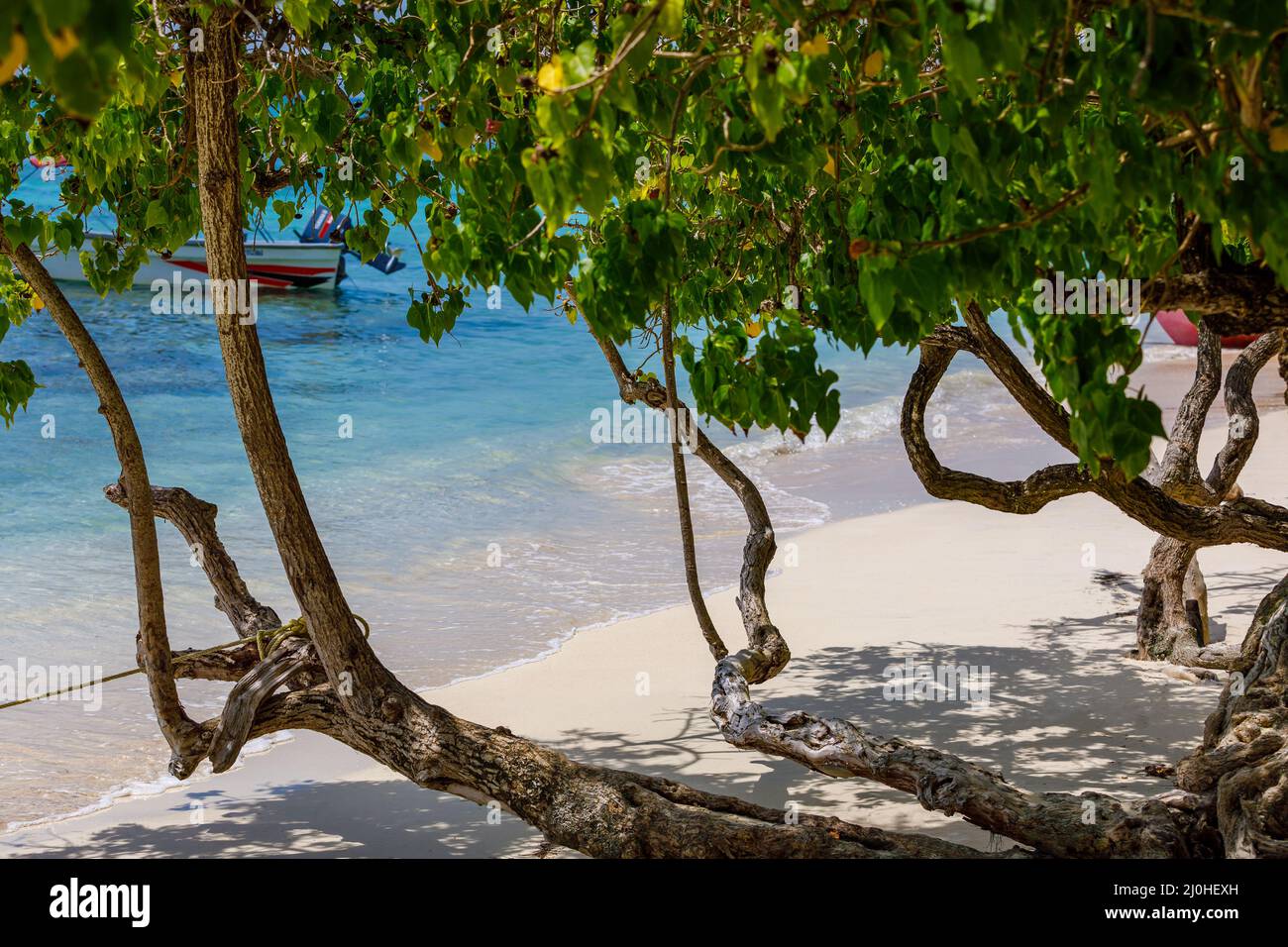 Seashore with large growing trees. Boat in the sea Stock Photo - Alamy