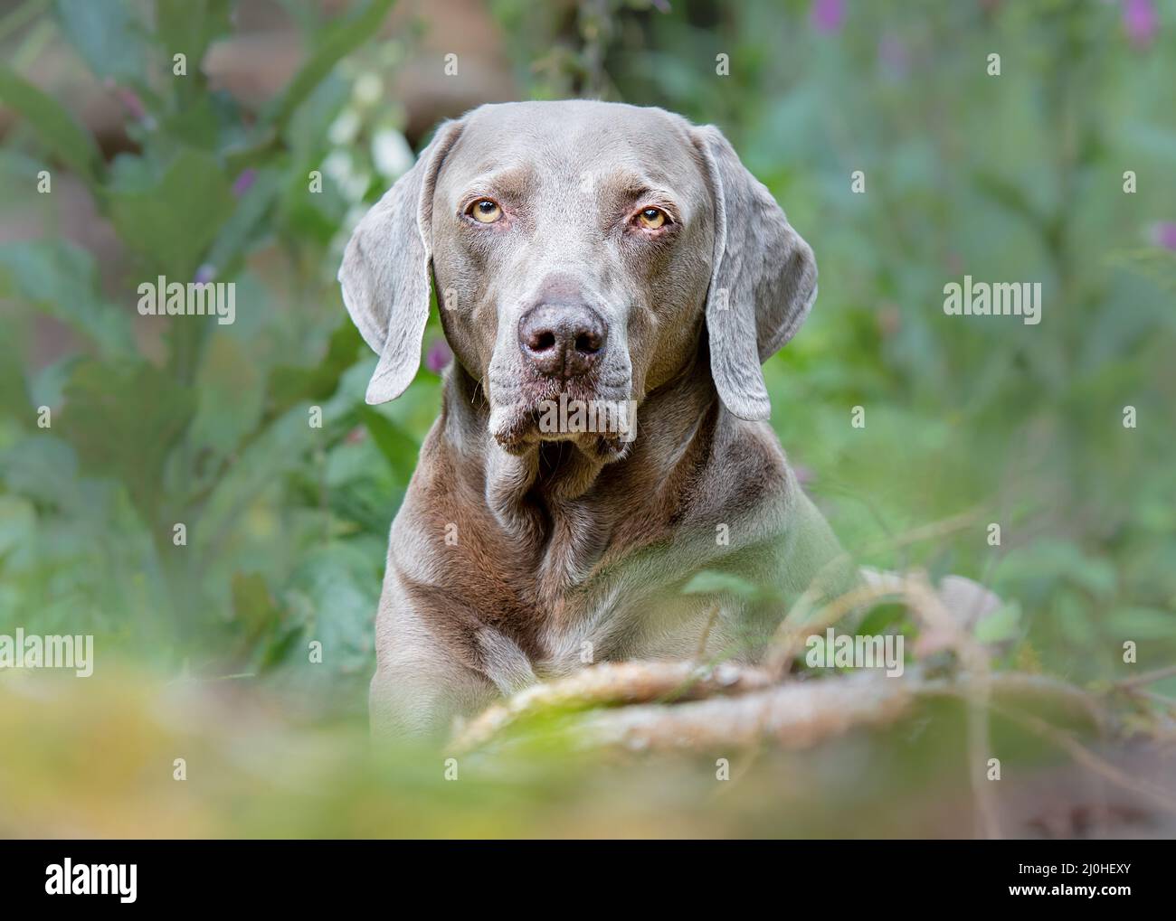 Shorthaired weimaraner hi-res stock photography and images - Alamy