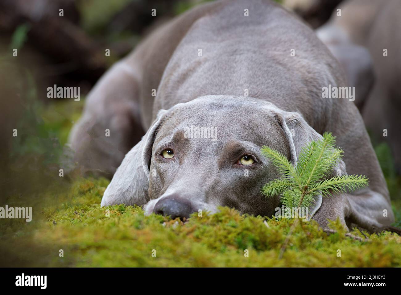 Weimaraner pointing-dog in forest Stock Photo - Alamy