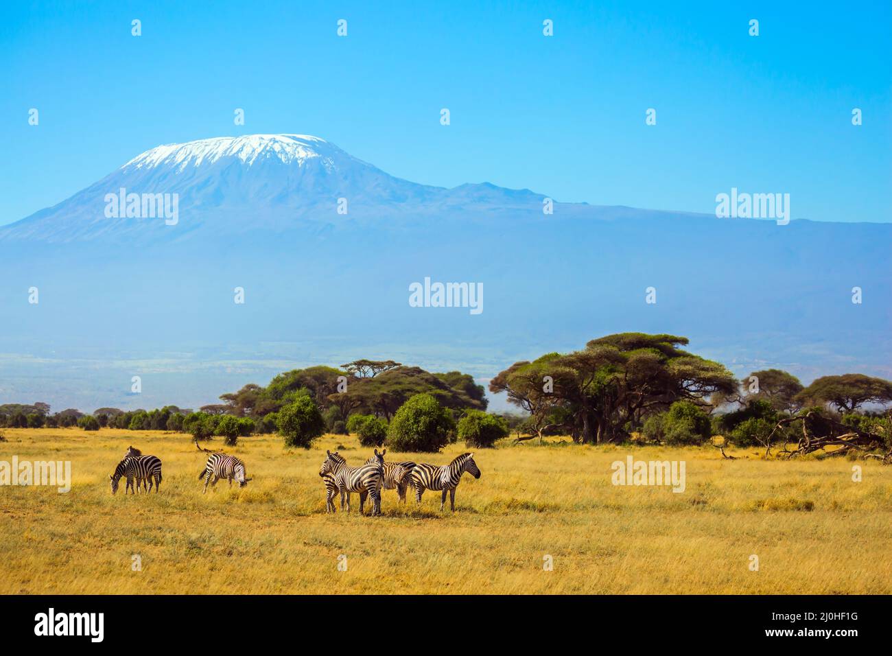 No zebras hi-res stock photography and images - Alamy