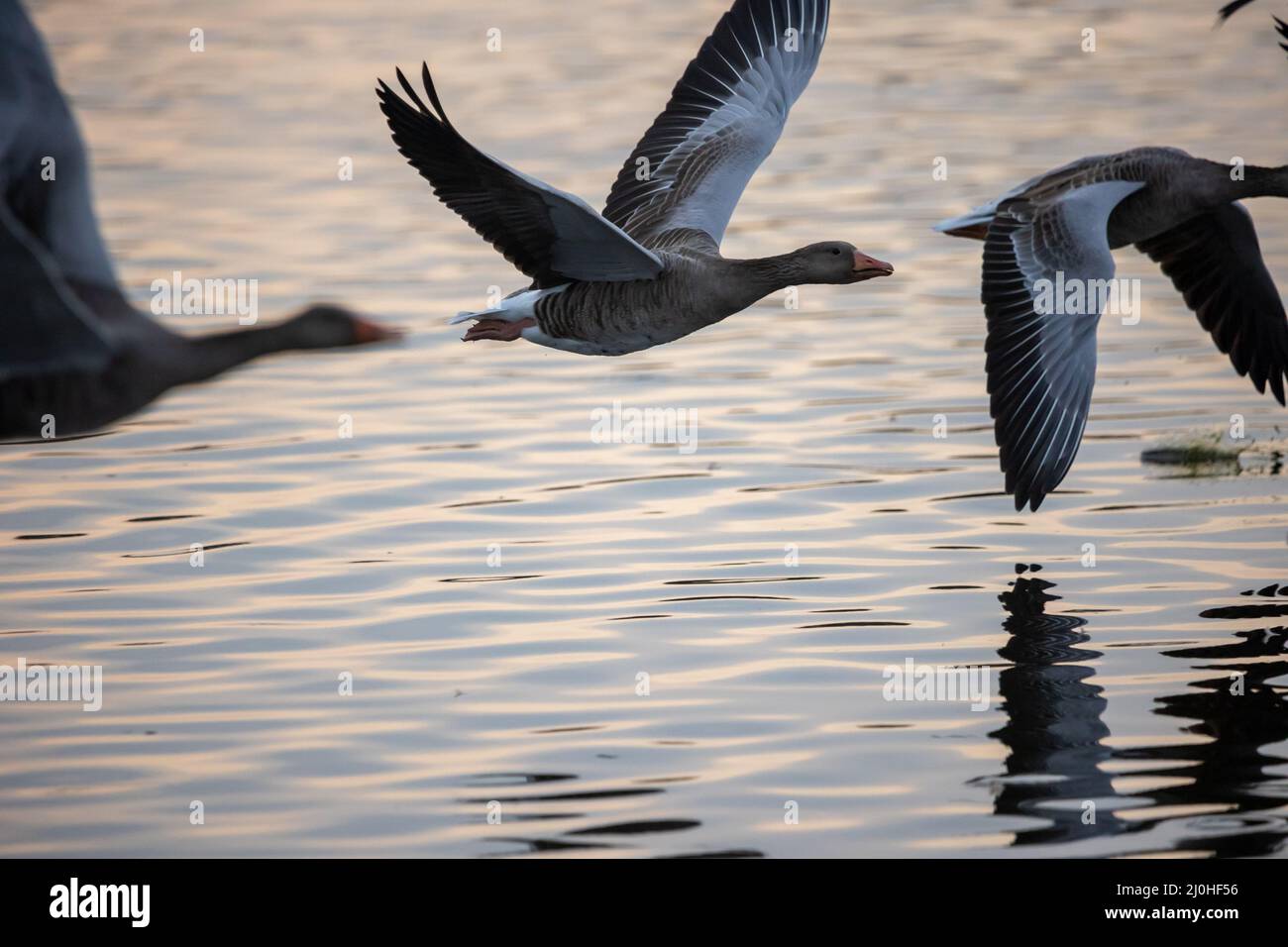 Geese flying over the lake Stock Photo - Alamy