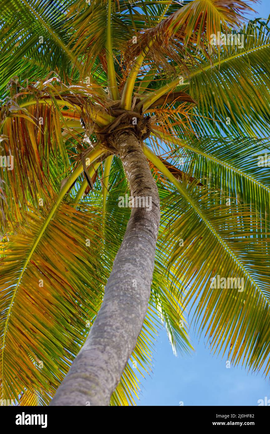 Coconut tree trunk with green leaves. Bottom view Stock Photo - Alamy