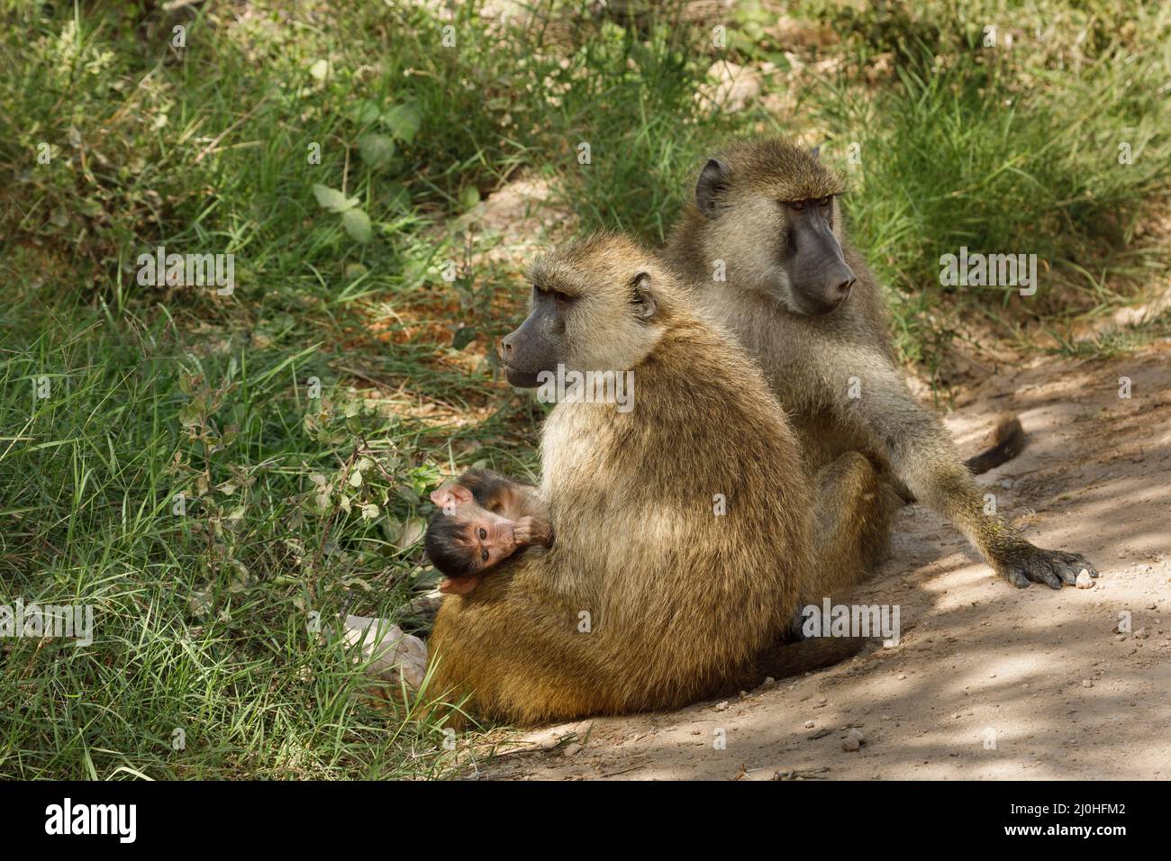 family of baboons with a baby Stock Photo - Alamy