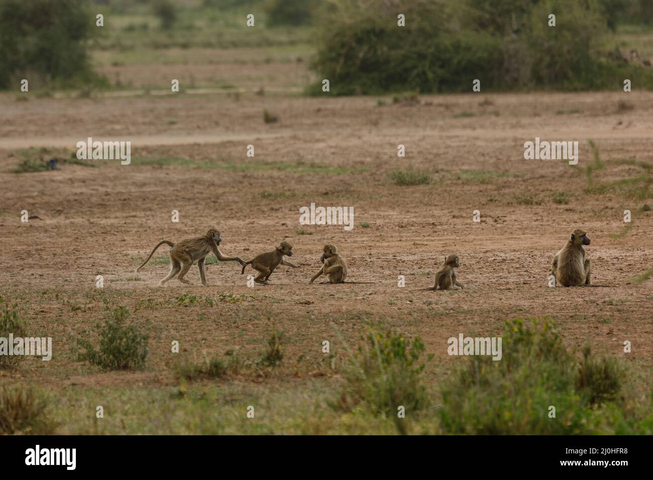 family of baboons playing Stock Photo - Alamy