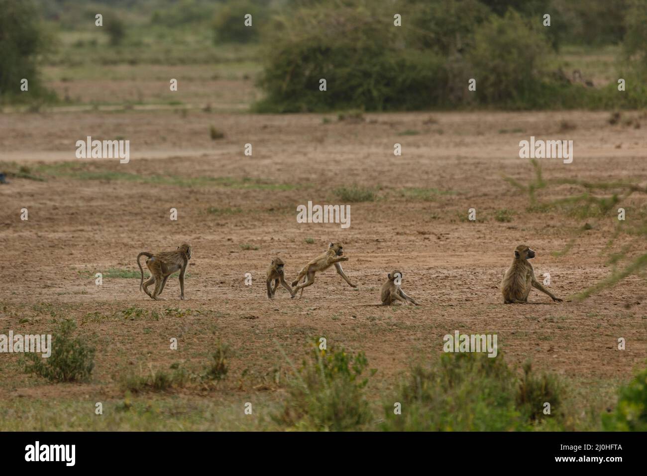 family of baboons playing Stock Photo - Alamy