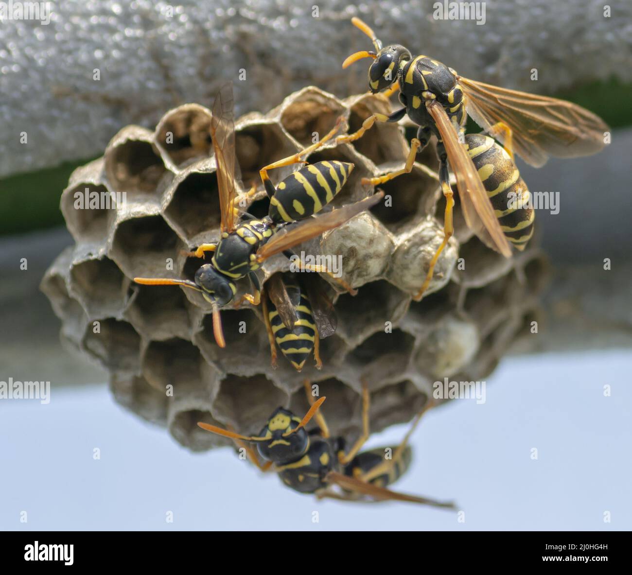 European wasp (Vespula germanica) building a nest to start a new colony ...