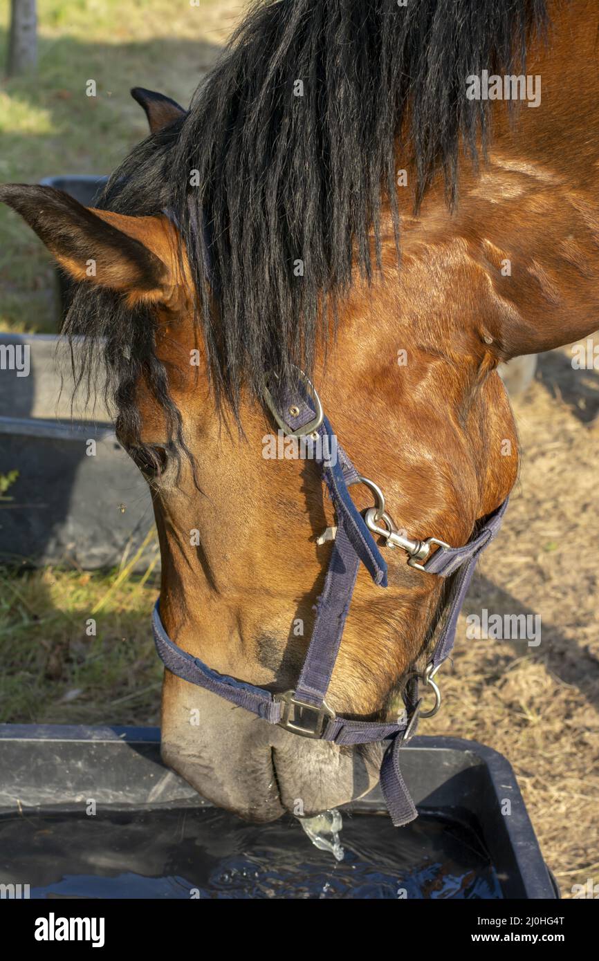 Brown horse drinking water from the plastic bucket in the paddock ...