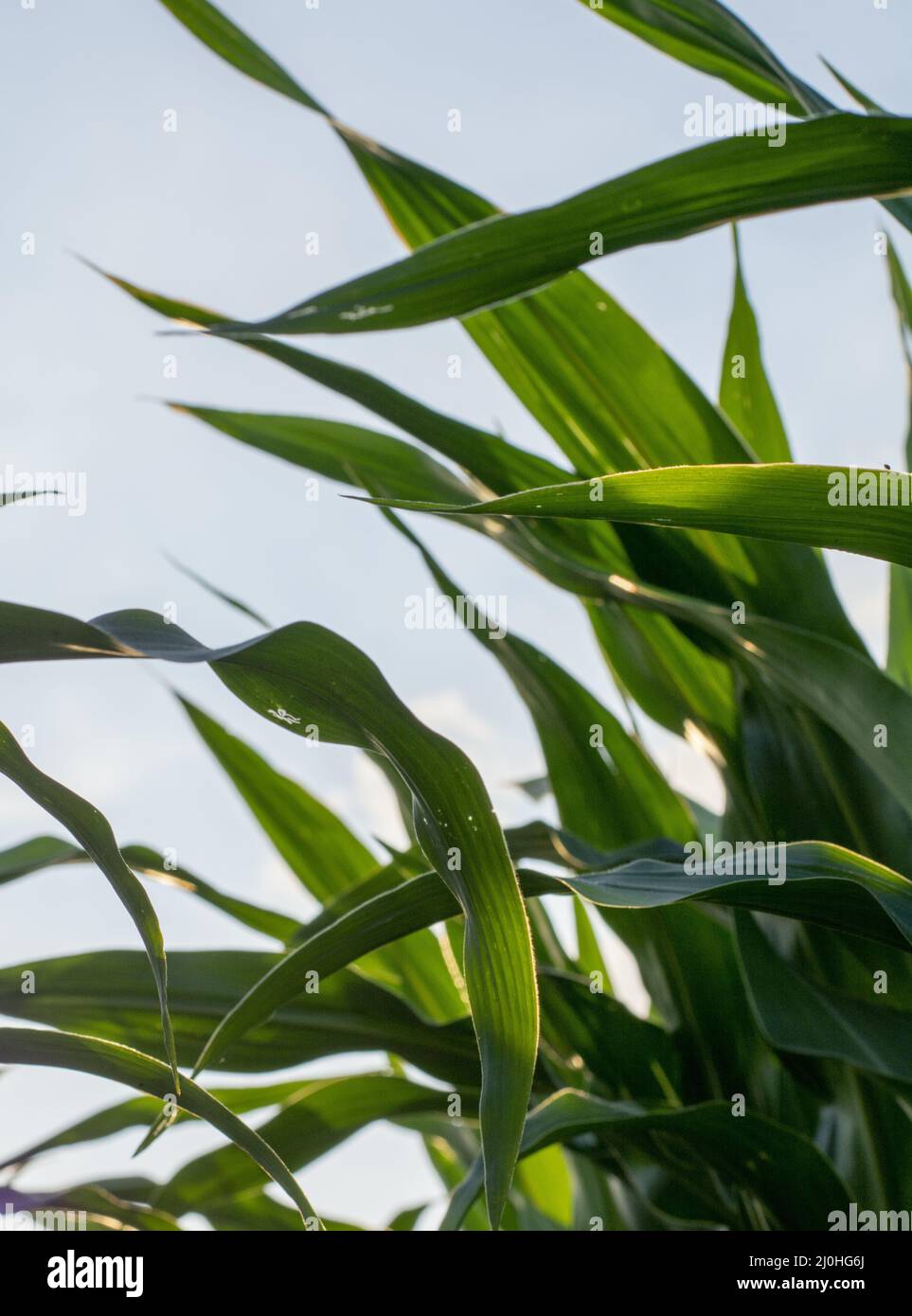 Sunlight shining through green corn leaves (Zea mays). Maize ...