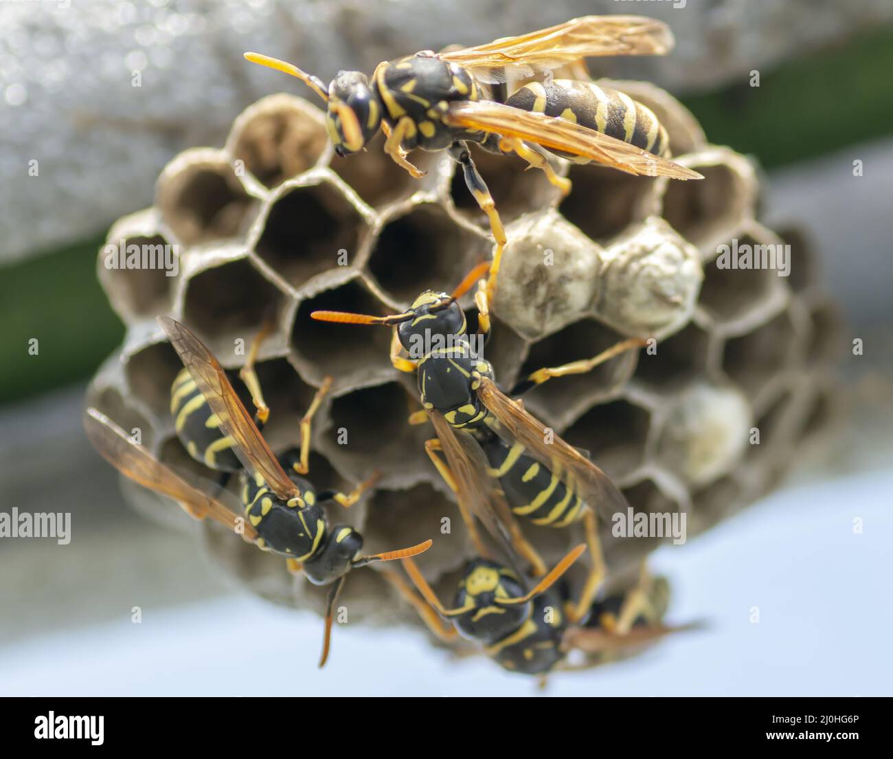 European wasp (Vespula germanica) building a nest to start a new colony ...