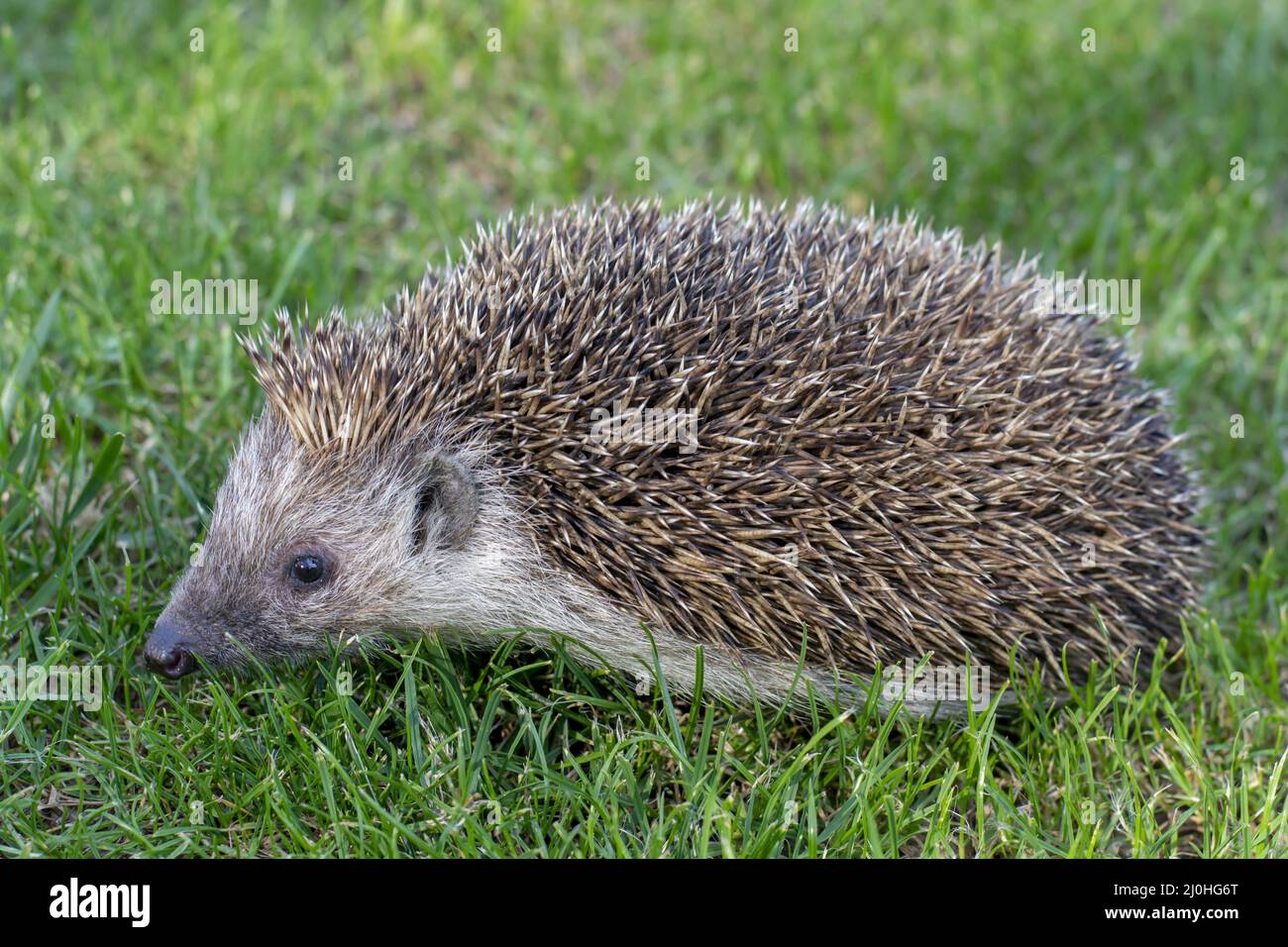 West european hedgehog hi-res stock photography and images - Alamy